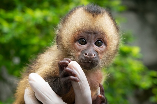 O novo morador do BioParque do Rio | Ancelmo - O Globo