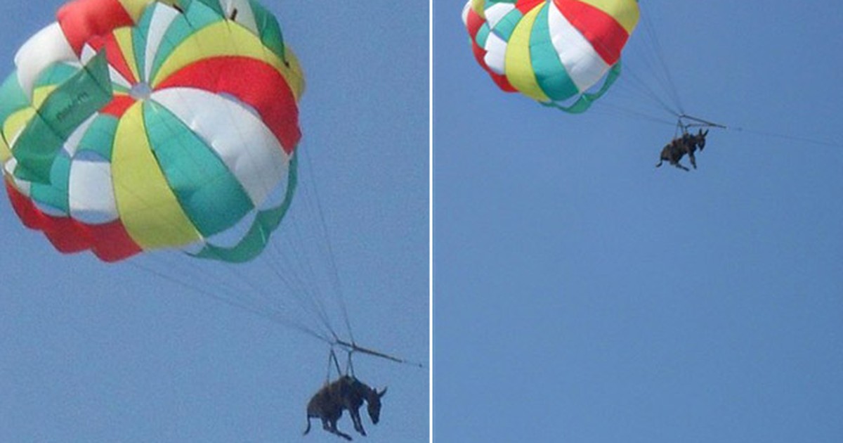 G1 - Para atrair turistas, burro salta de paraquedas na Rússia ...