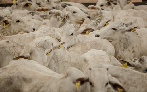 Merck anuncia novos planos de segurança para suplemento Zilmax ...