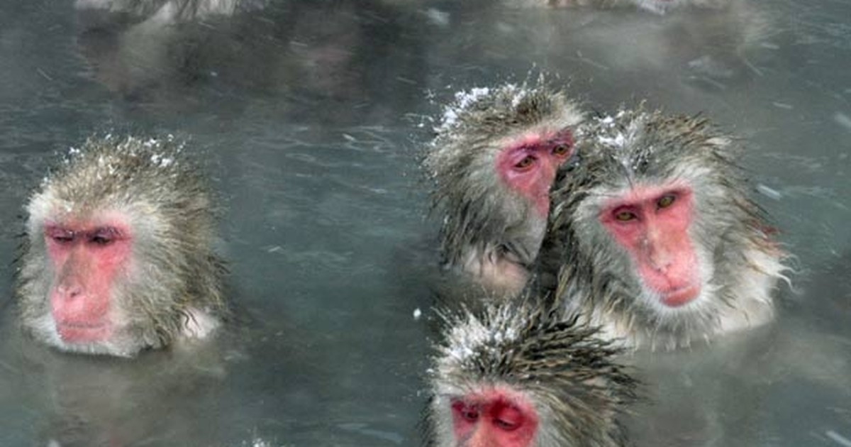 G1 - Macacos relaxam em ‘ofurô’ no Japão - notícias em Planeta Bizarro