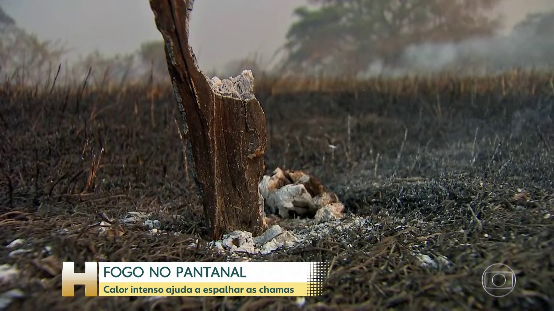 VÍDEOS: Incêndios florestais | Natureza | G1