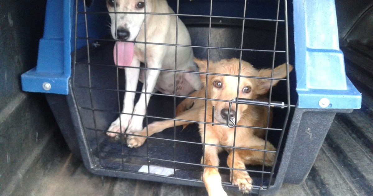 G1 - Empresa aérea Gol passa a permitir cães e gatos de estimação na ...