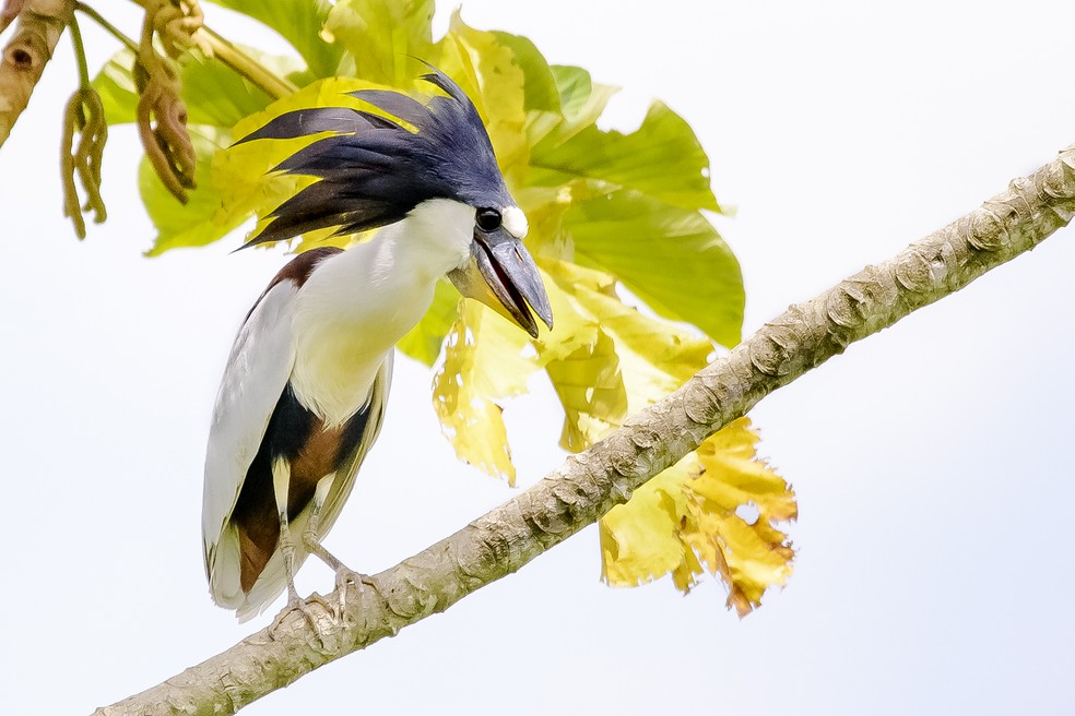 Observador usa fotos da natureza para disseminar conhecimento sobre as ...