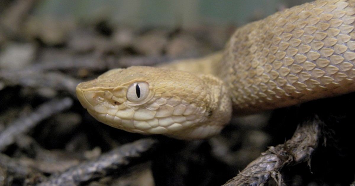 G1 - Público escolhe Yubá como nome do filhote de jararaca do Butantan ...