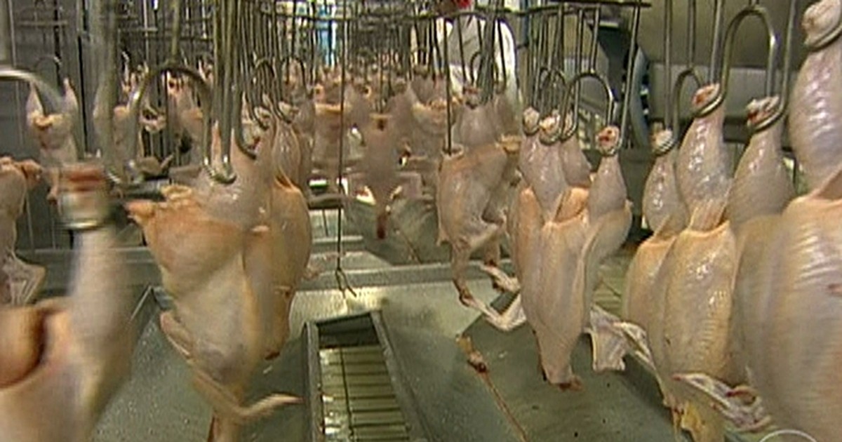 Agronegócios - Produção de frango volta a crescer no PR e os criadores ...