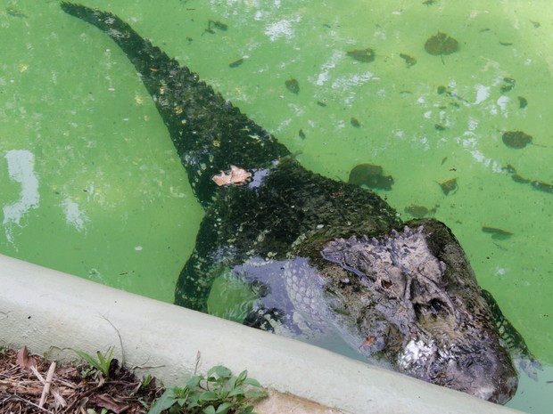 G1 - Zoológico de SP recebe jacaré de quase 4 metros e 300 kg vindo do ...