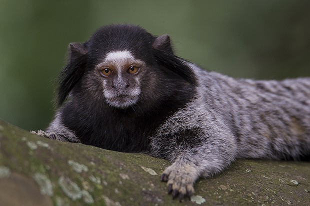 G1 - Saguis são observados por fotógrafo desde o primeiro dia de vida ...