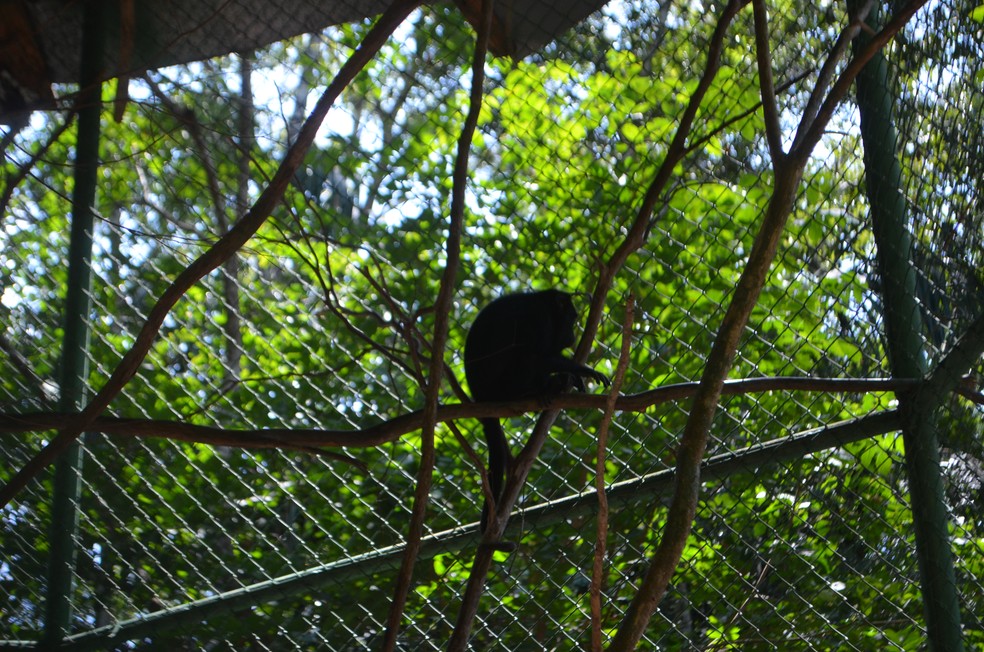 Biólogos tentam devolver à natureza filhote de guariba resgatado no ...