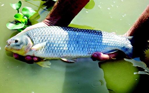 Como criar patinga - Revista Globo Rural | Como criar