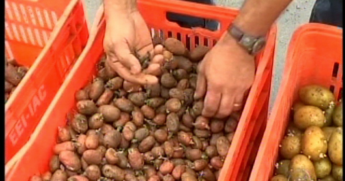 G1 - Broto da batata é usado como semente por agricultores de Itararé ...