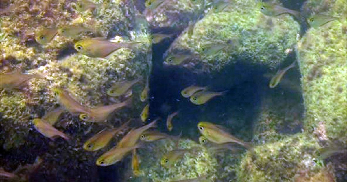 G1 - Piaba-do-mar - notícias em Fauna