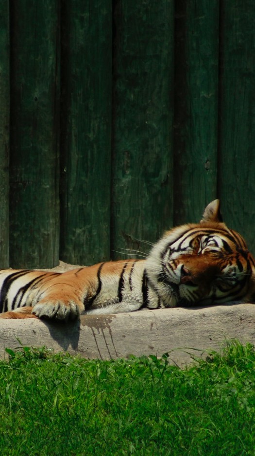 9 animais mais dorminhocos do mundo