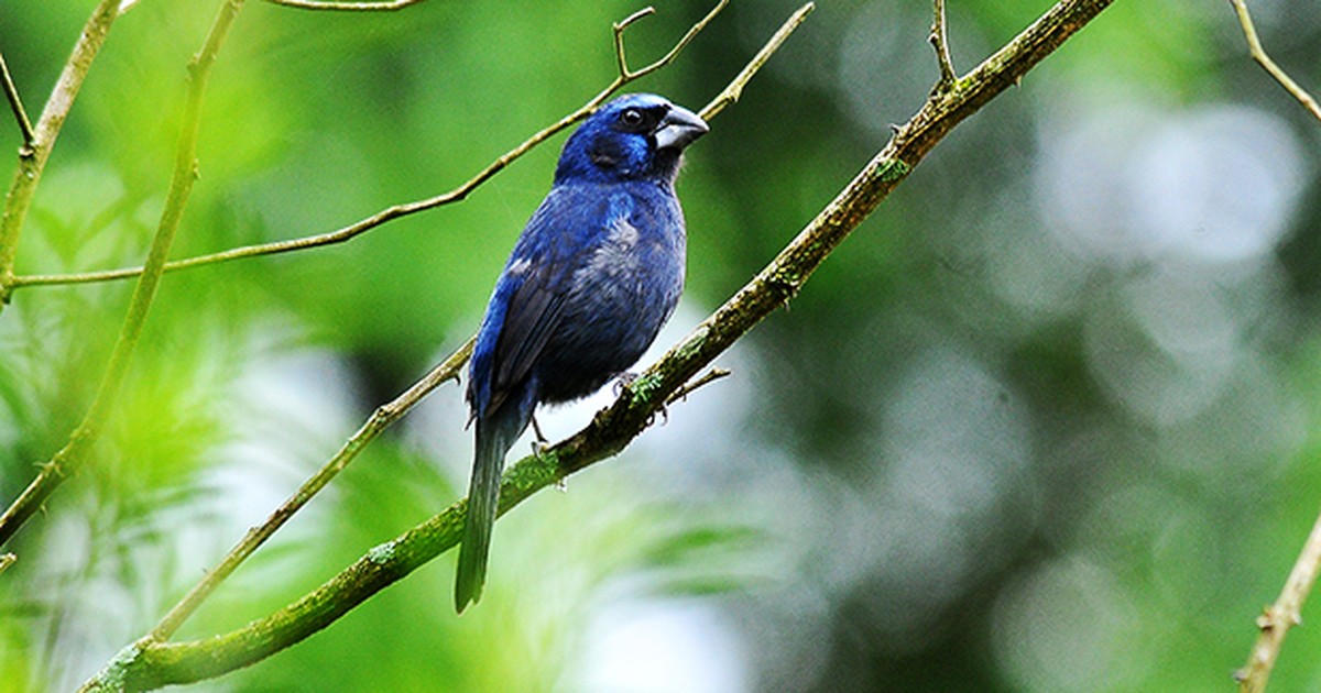 G1 - Azulão se vale do canto melodioso para afastar rivais e predadores ...