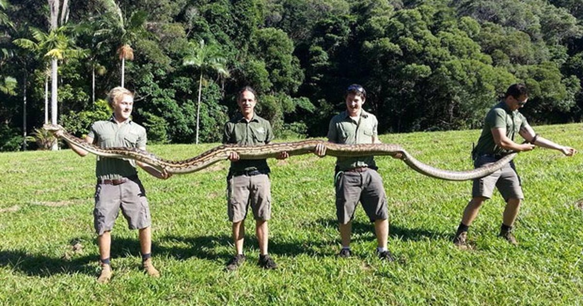 G1 - Cobra gigante é capturada após devorar gato na Austrália ...