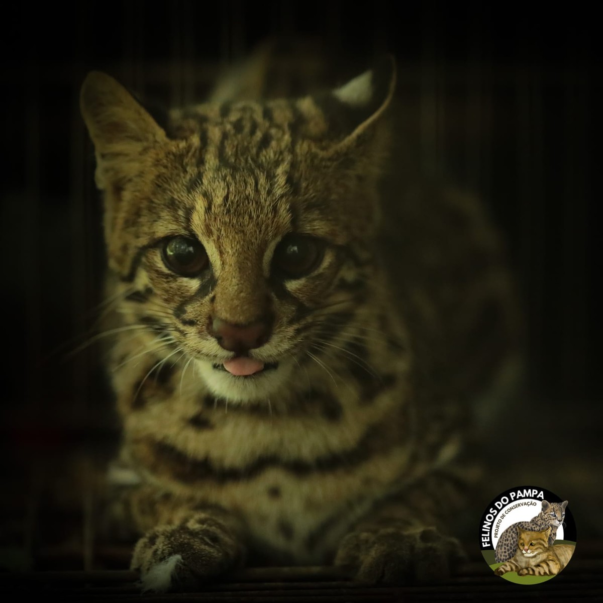 Capturados no RS: gatos-do-mato-pequeno são os primeiros indivíduos da ...