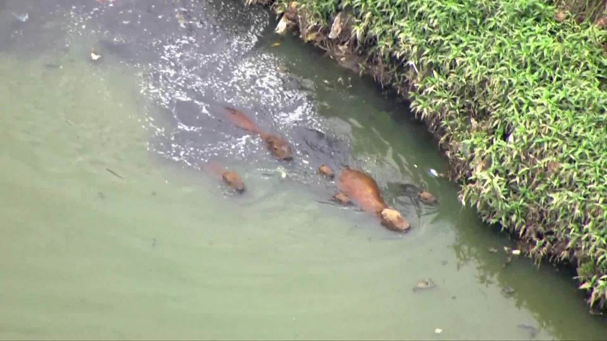 Família de capivaras é vista nadando no Rio Pinheiros, em SP; veja ...