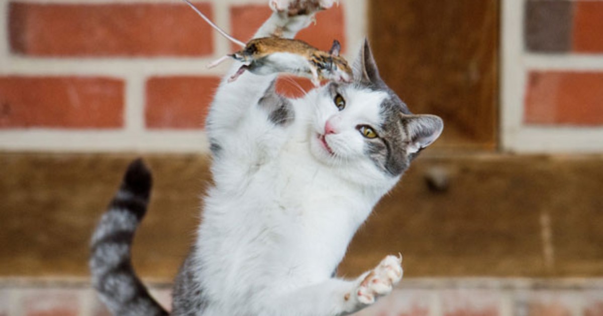 G1 - Fotógrafo flagra momento exato em que gato capturava rato na ...