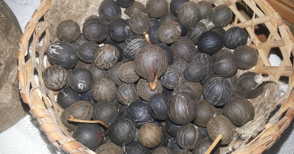 G1 - Semente de ucuúba ajuda a manter 'floresta em pé', no Pará ...