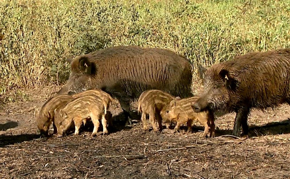 Javaporco: a ameaça que avança sem controle pelo Brasil | Terra da ...