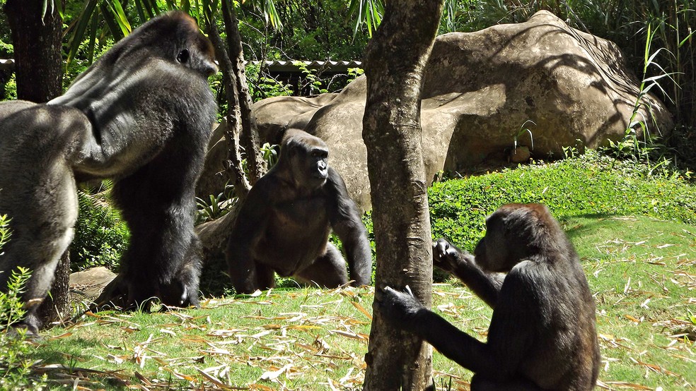 Família de gorilas do zoológico de Belo Horizonte pode ganhar novo filhote | Minas Gerais | G1