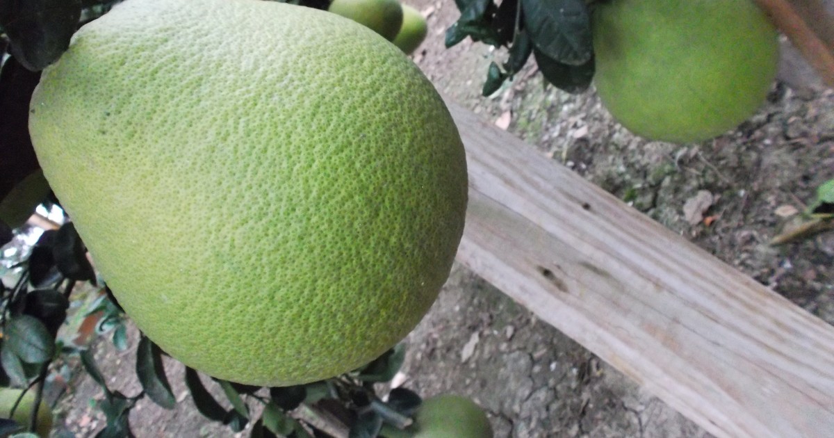 G1 - 'Laranja gigante' de 1,2 kg é colhida por moradores Lages, Serra ...