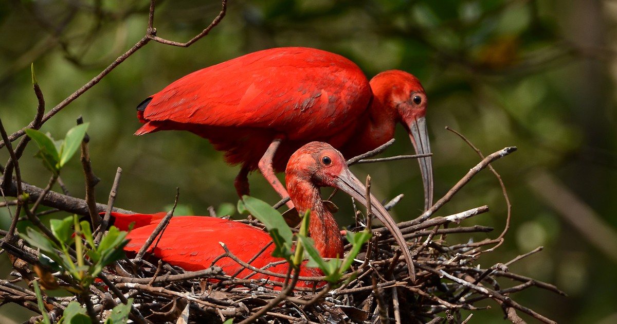 G1 - Guará, ave de cor vibrante, é registrada em manguezal de Cubatão ...
