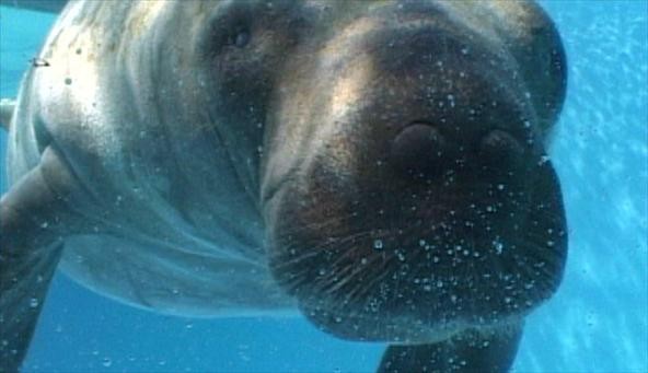 G1 - Peixe-boi-marinho - notícias em Fauna