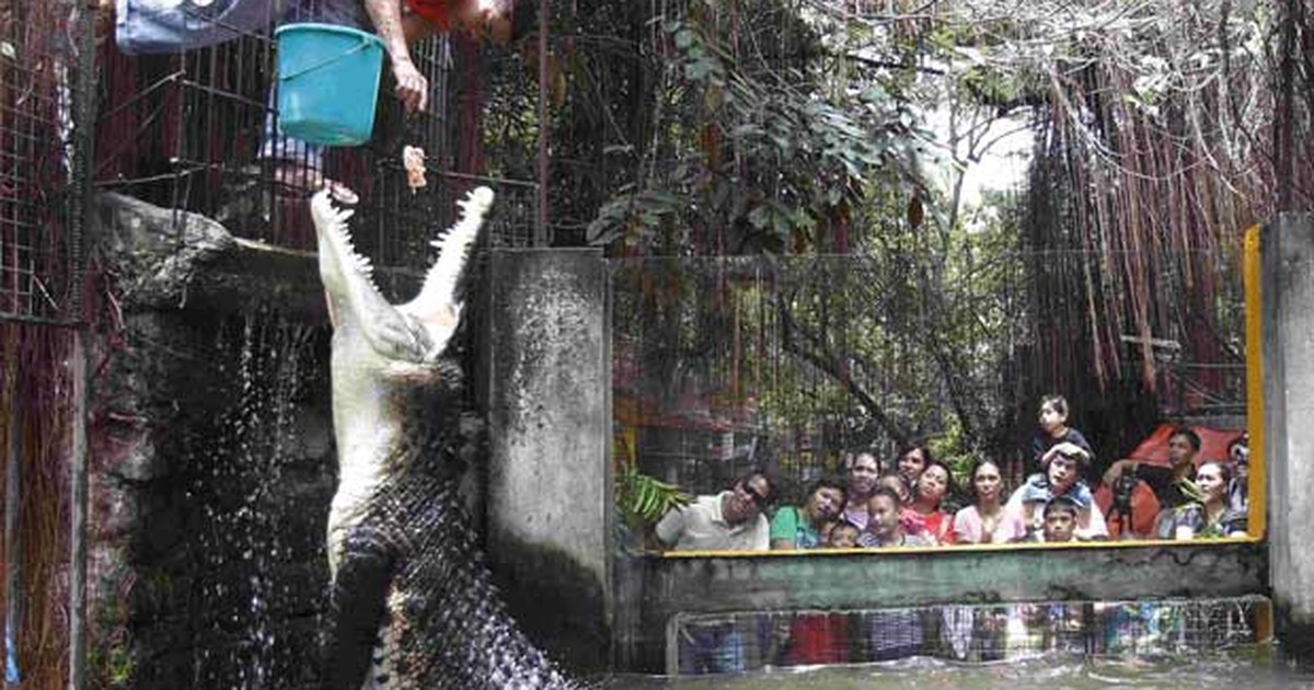 G1 - Zoológico filipino lota com celebração do Dia Mundial do Ambiente ...