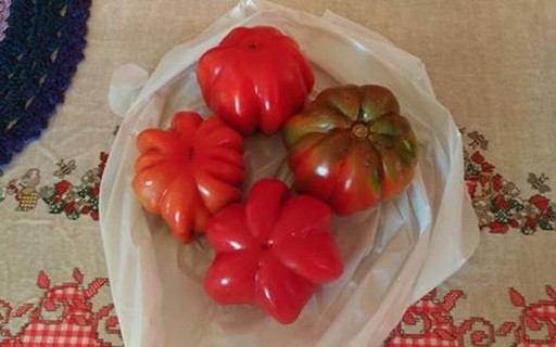 Conheça a variedade do tomate italiano com sabor adocicado - Revista ...
