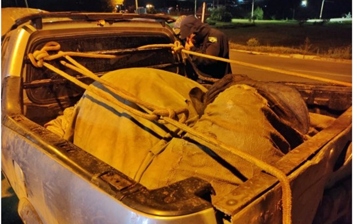 Vaca furtada é recuperada em situação de maus-tratos na BR-146, em ...