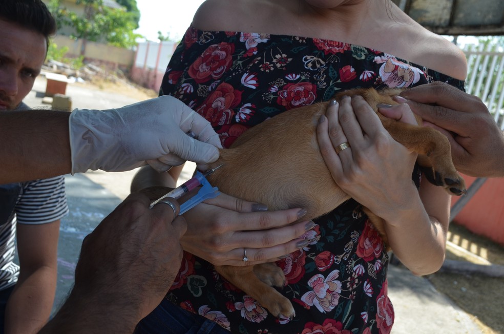 Começa nesta 2ª feira a campanha itinerante de vacinação antirrábica em ...