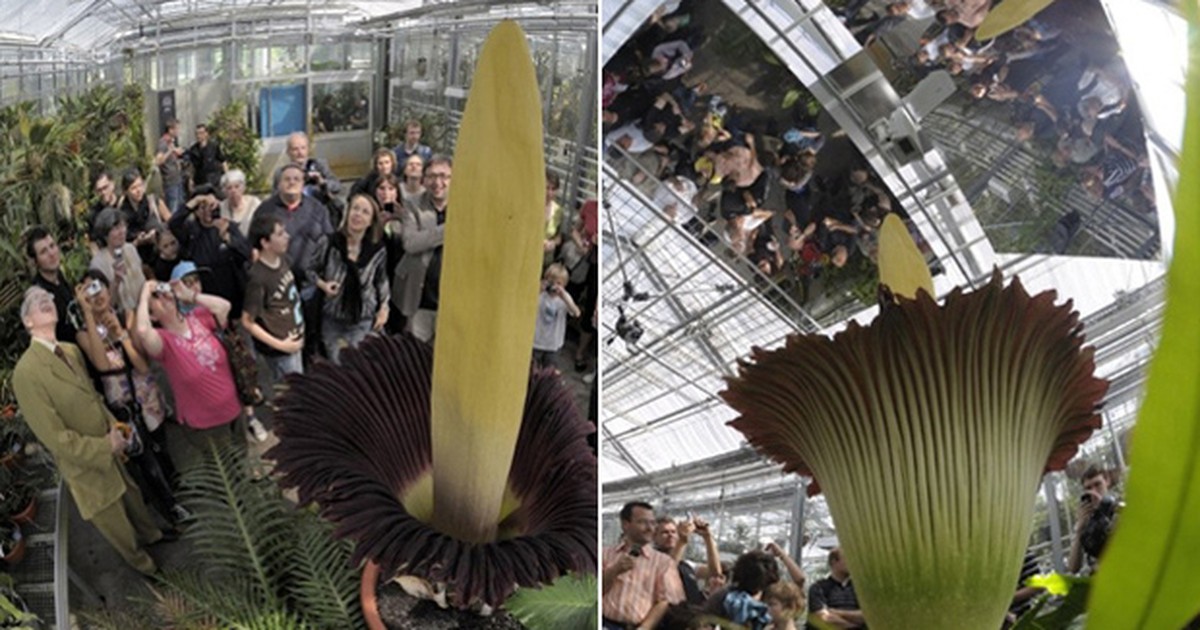 G1 - Maior espécie de flor do mundo atrai visitantes em cidade da Suíça ...