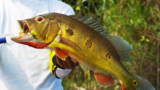 G1 - Grandes tucunarés na jornada do Terra da Gente pela Amazônia ...