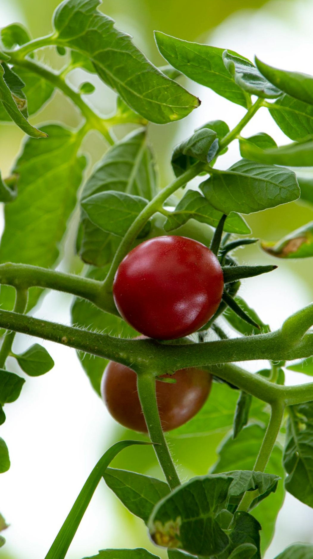 Como cultivar tomate-cereja em casa