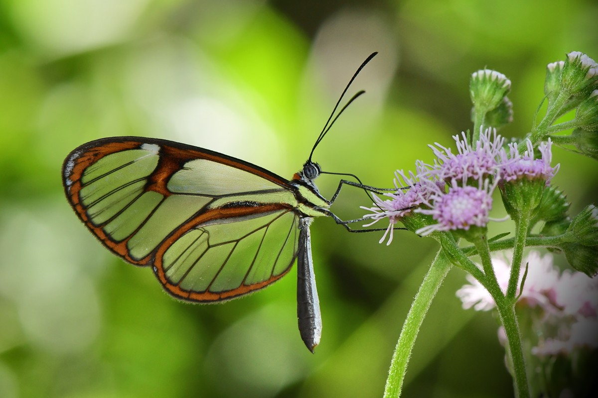 Insetos estão diminuindo no Brasil, revela levantamento inédito no país ...