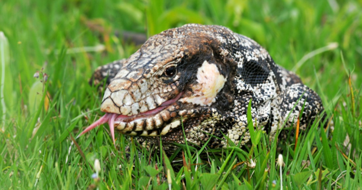 G1 - Teiú - notícias em Fauna