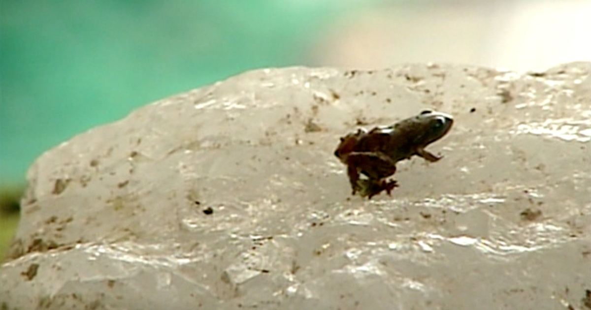G1 - Com menos de um centímetro, espécie de sapo é descoberta no ES ...