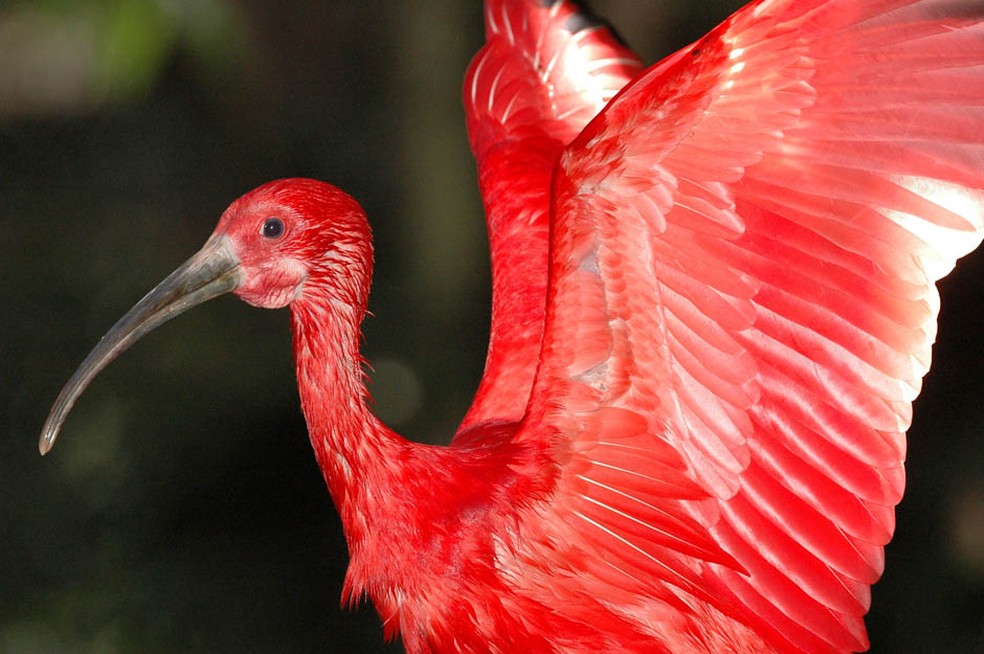 Conheça os "parentes" das curicacas, guarás e colhereiros | Terra da ...