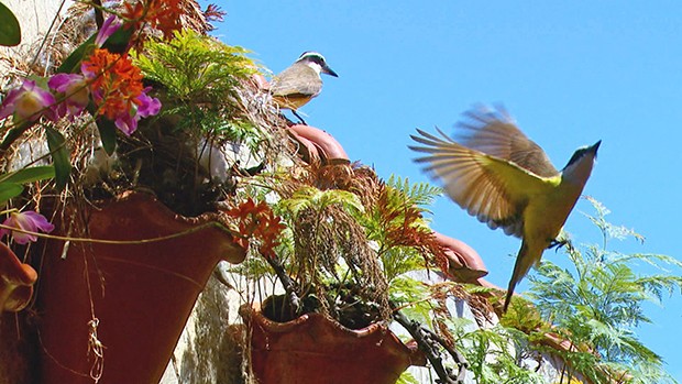 G1 - Bem-te-vis passam a fazer parte da família na cidade de São Carlos ...
