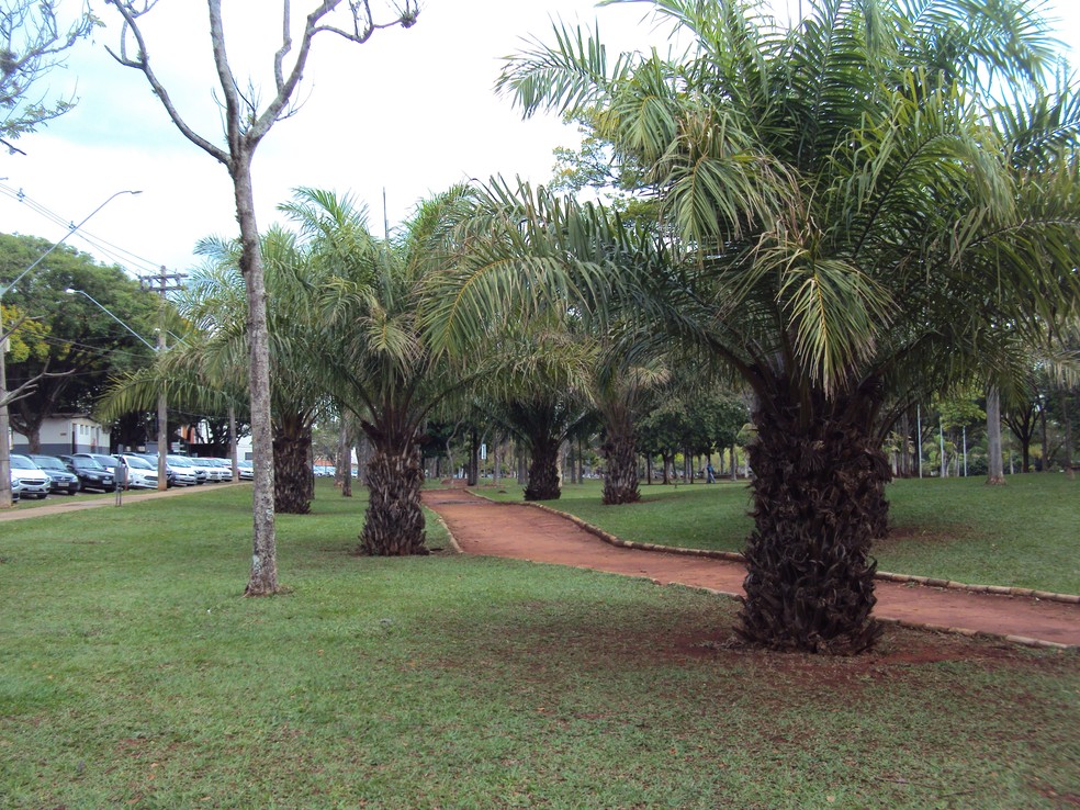 Caminhada educativa: árvores são observadas em passeio pela UNICAMP ...