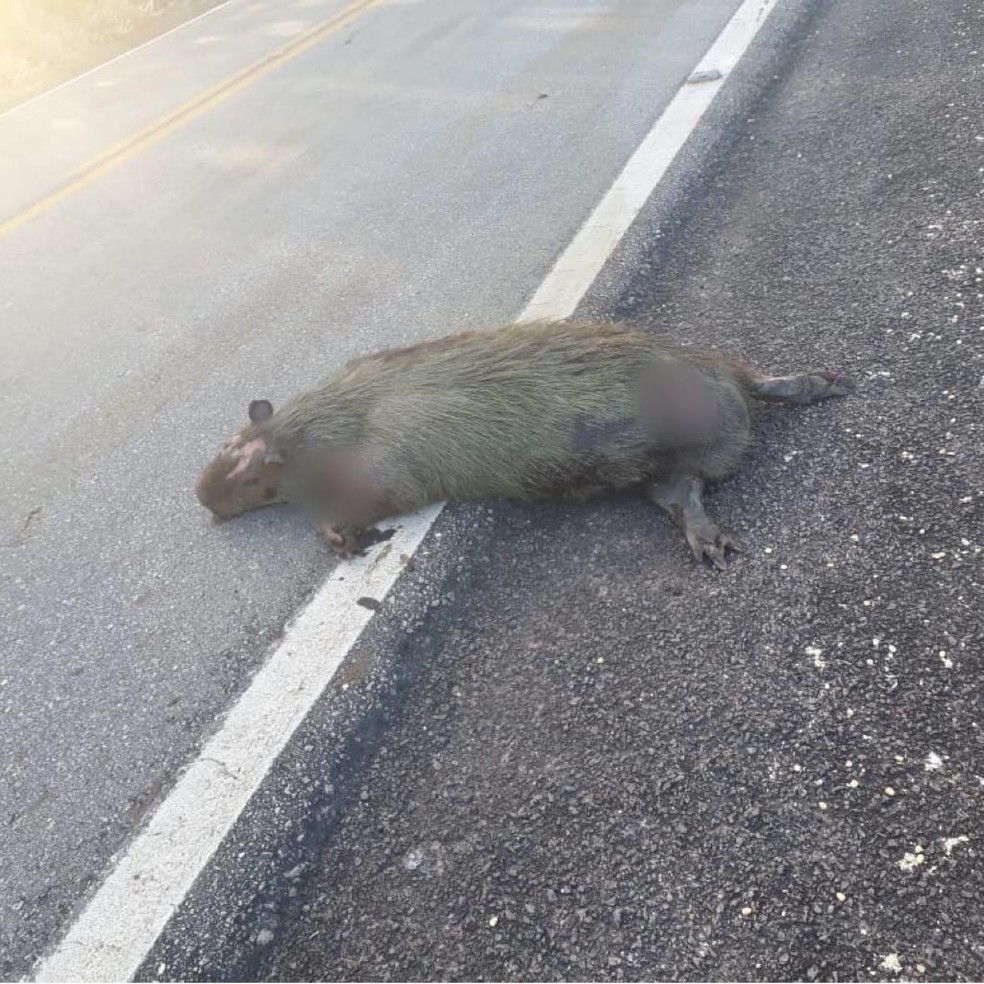 Oito capivaras são atropeladas e morrem na BR-174, no Sul de RR ...