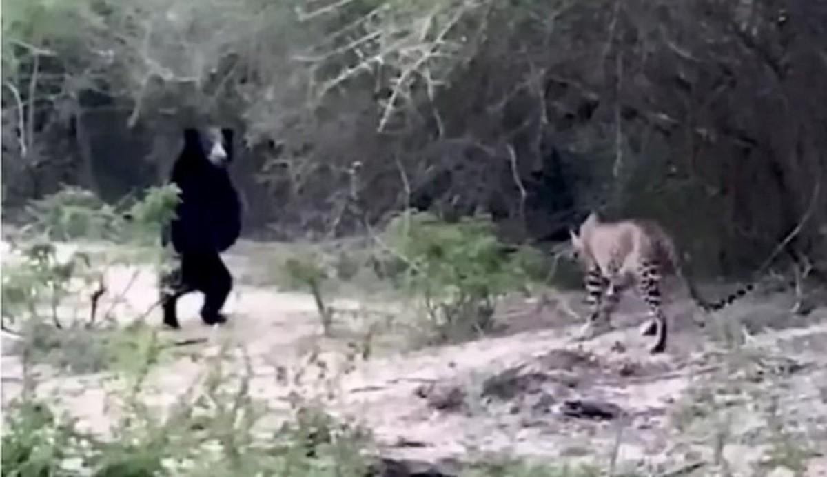 Urso se levanta para intimidar leopardo em encontro; assista ao vídeo ...