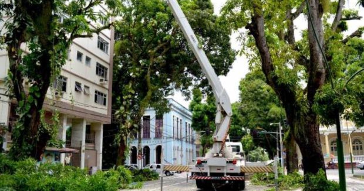 G1 - Em Belém, árvores de dois bairros recebem manutenção - notícias em ...