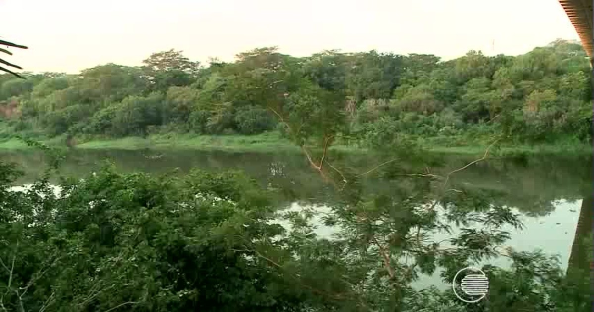 G1 - Vegetação rara nas margens do Rio Poti está ameaçada de extinção ...