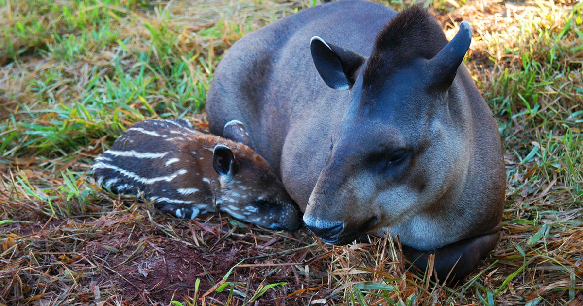 G1 - Apesar da camuflagem natural, filhote de anta requer vigilância da ...