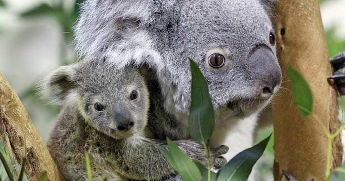 Natureza - Zoológico nos Estados Unidos apresenta novo bebê coala