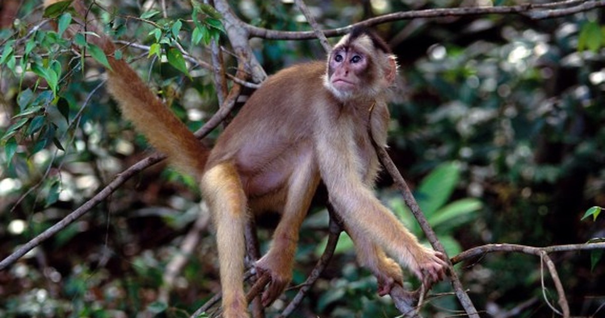 G1 - Desmatamento é o principal causador da extinção de primatas no ...