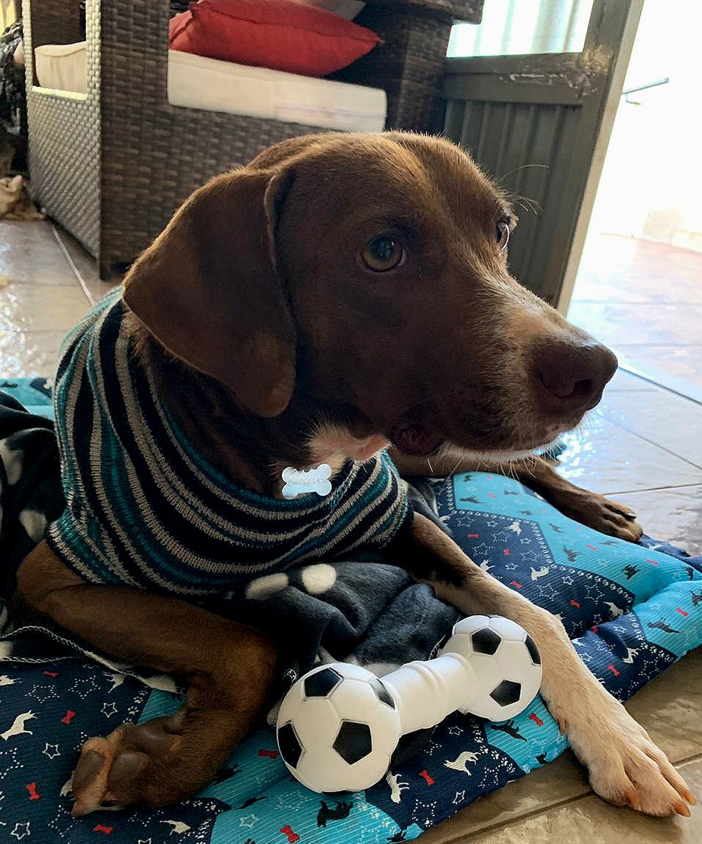 Cão recebe carinho de nova família após ter corpo coberto de piche por ...