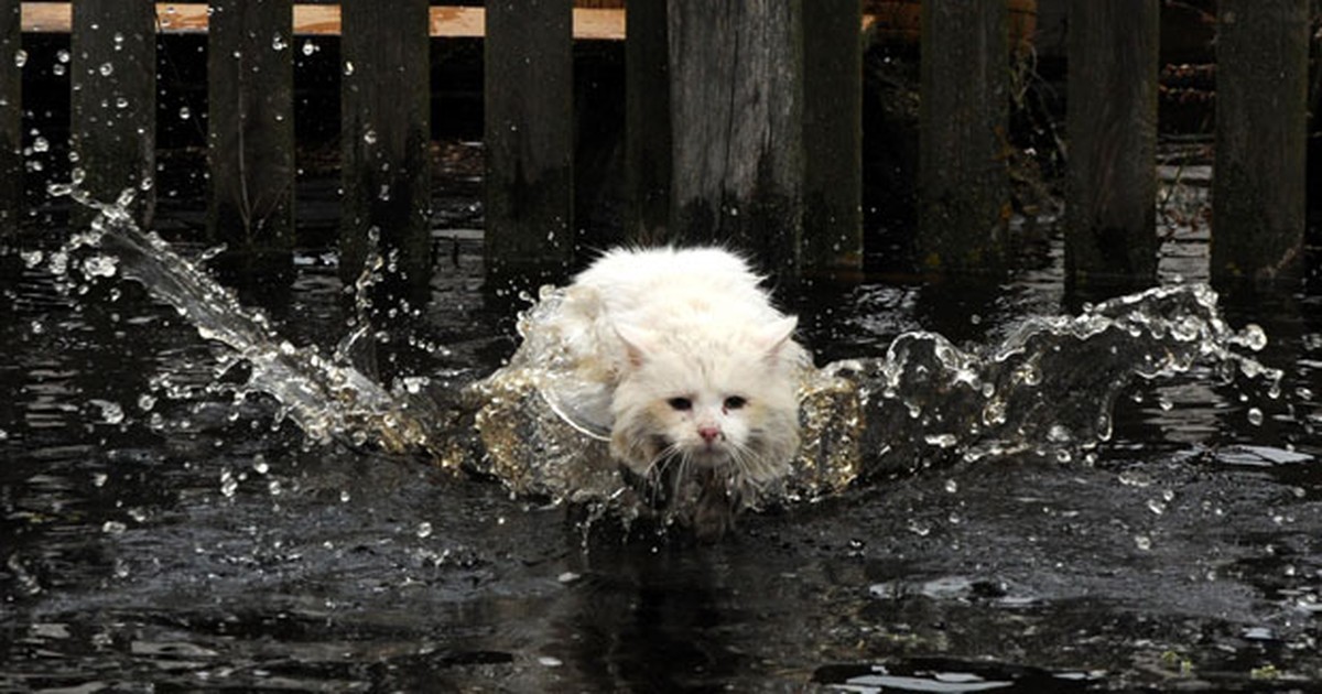 G1 - Gato corajoso é visto nadando em área alagada em Belarus ...