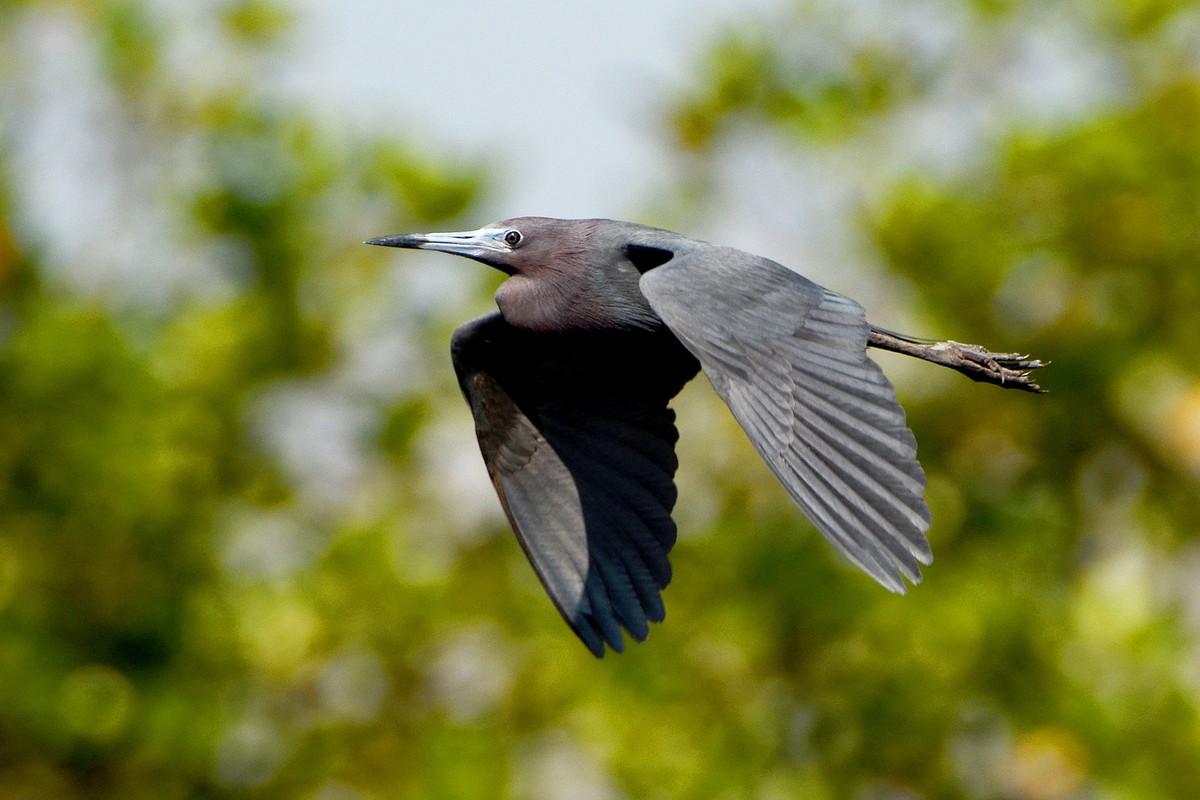 Garça-azul vive no litoral brasileiro e aproveita maré baixa para se ...